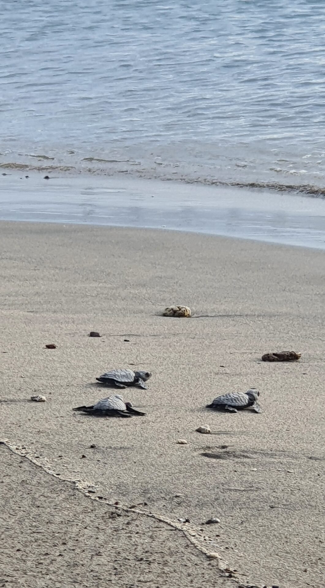 La Jolla stages 2nd Pawikan Day, releases 300 baby turtles - Pampanga News Now