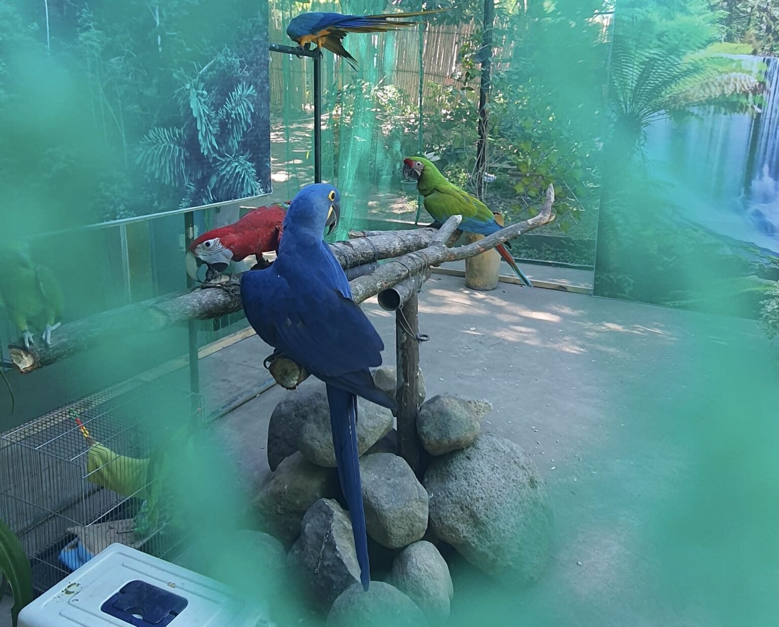 Zoocobia Clark setting sights on being PH’s only bird park - Pampanga ...