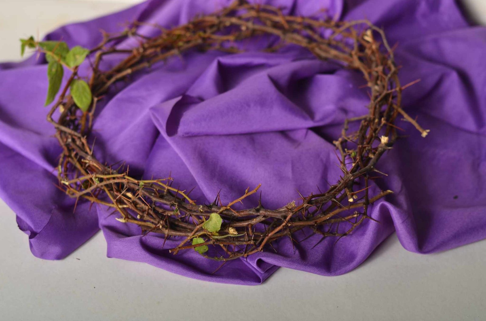 Christ’s crown of thorns same as Balacat tree? - Pampanga News Now