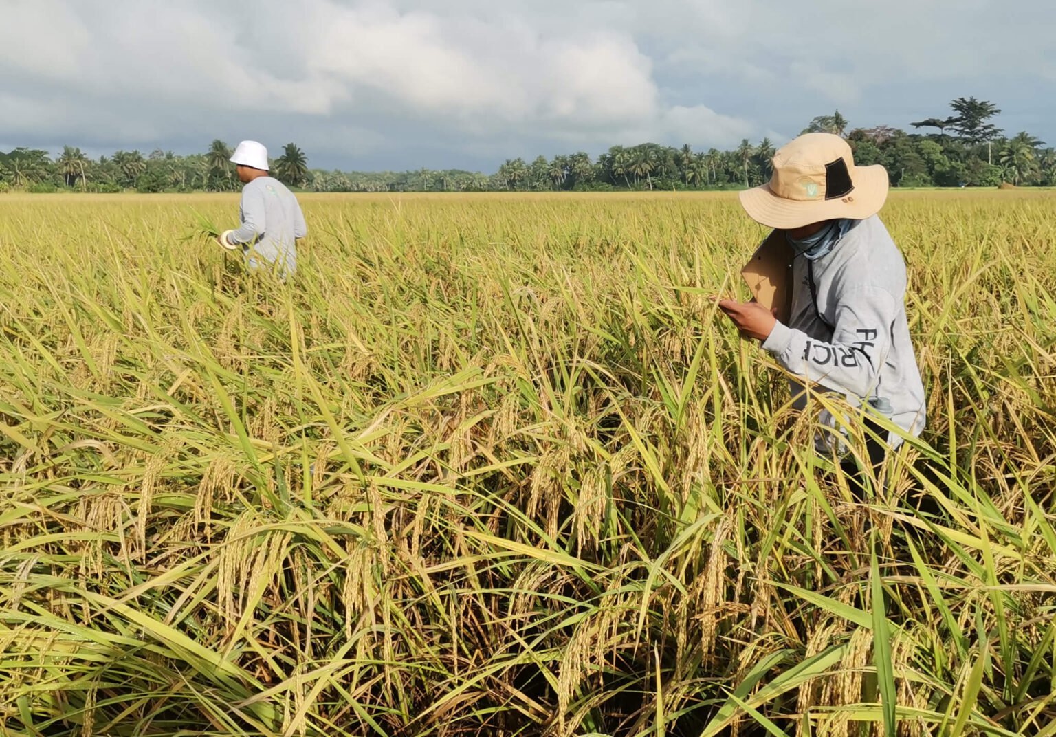 PhilRice ensures seed purity through DNA profiling to boost rice yields ...