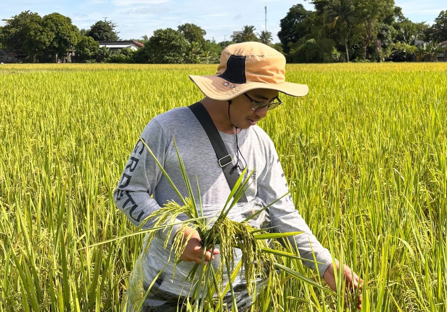 PhilRice ensures seed purity through DNA profiling to boost rice yields ...